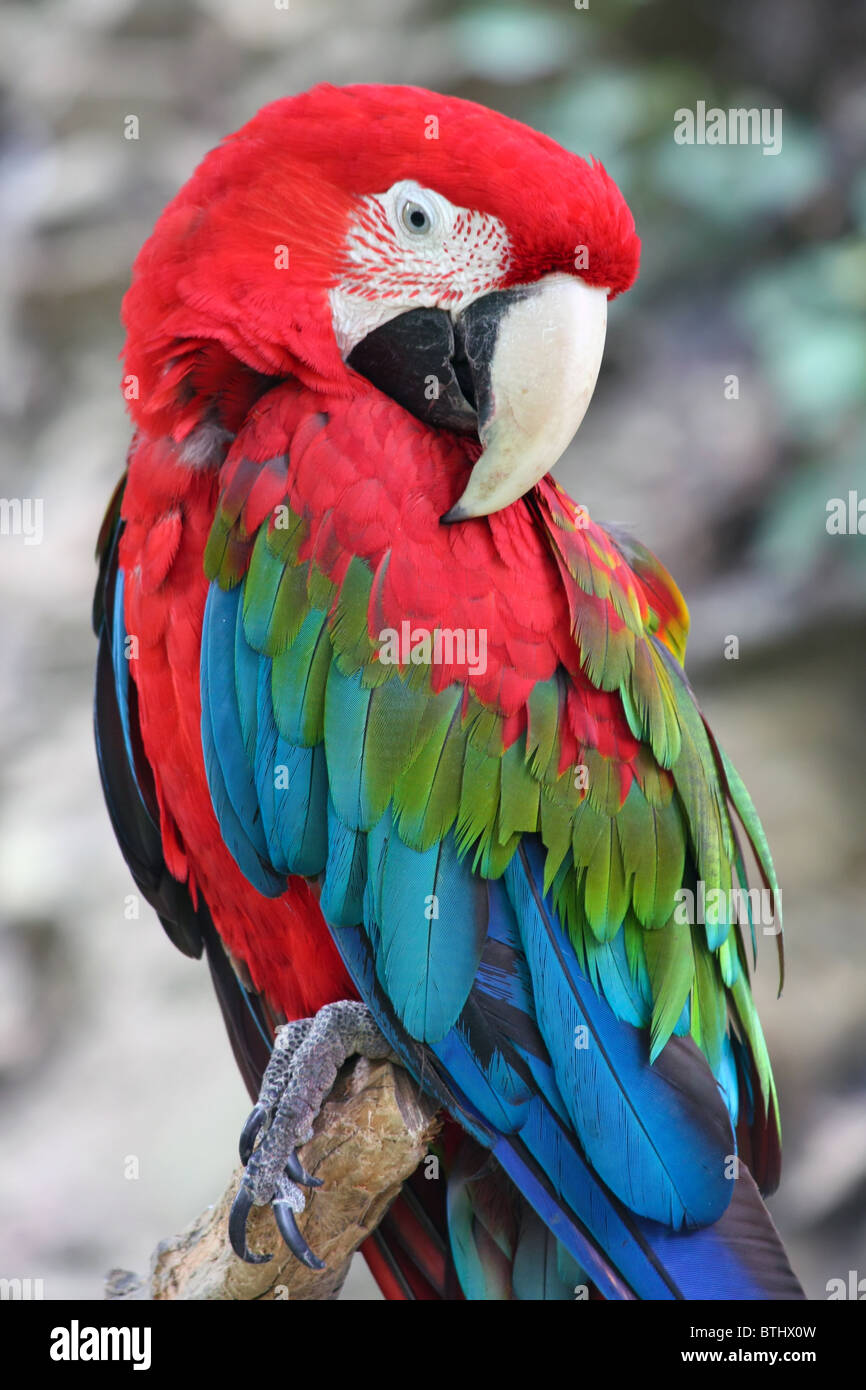Ara bird hi-res stock photography and images - Alamy