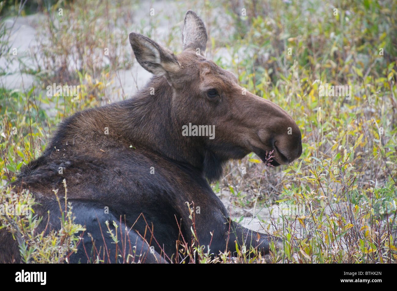 Female moose hi-res stock photography and images - Alamy