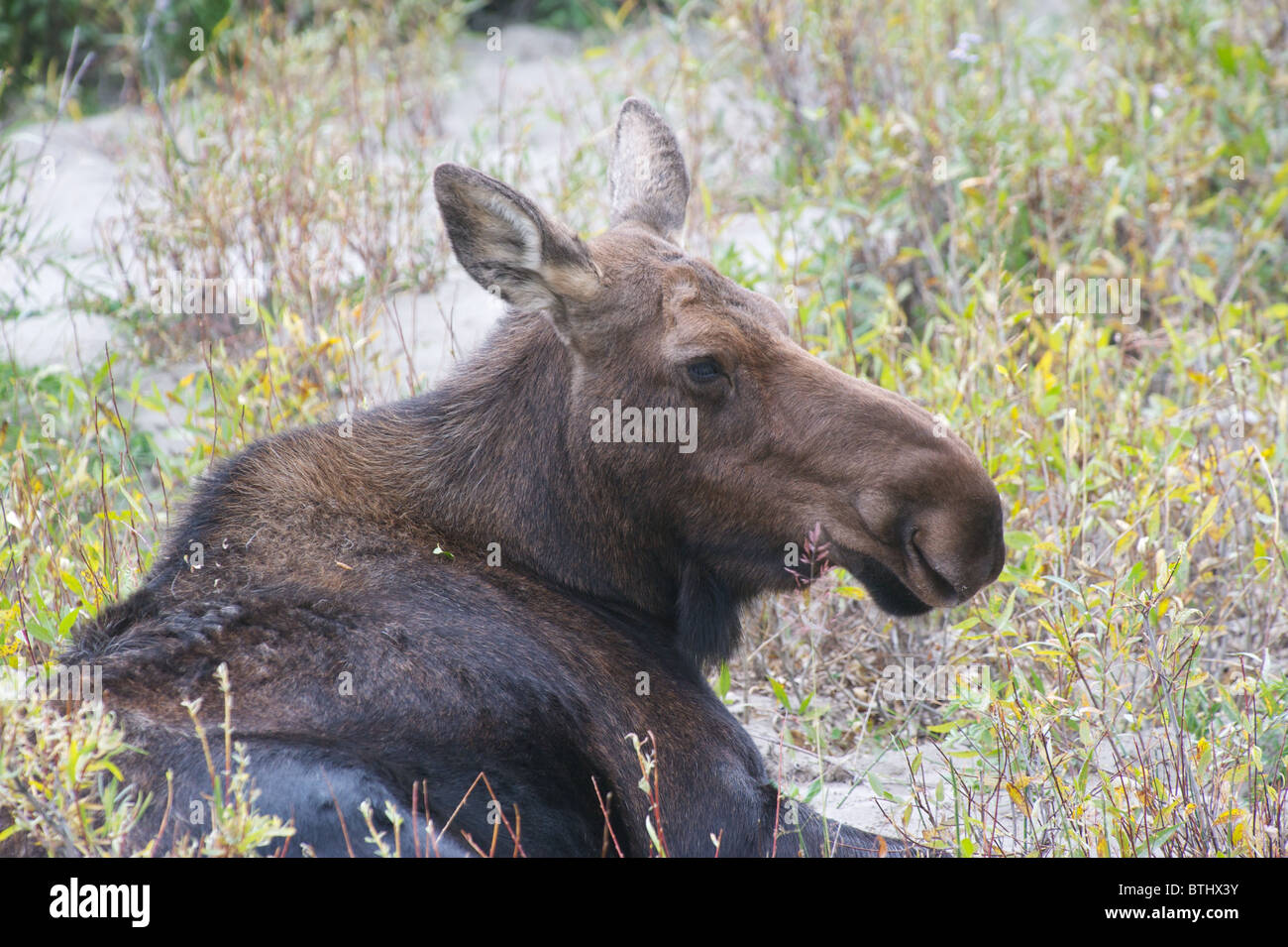 Female moose (Alces alces) resting Stock Photo - Alamy