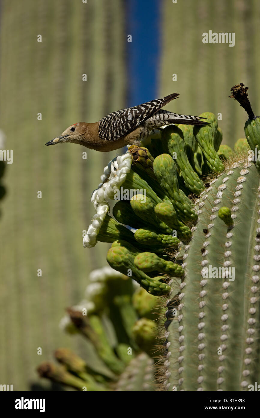 Gila Woodpecker (Melanerpes uropygialis) Sonoran Desert -Arizona Stock ...