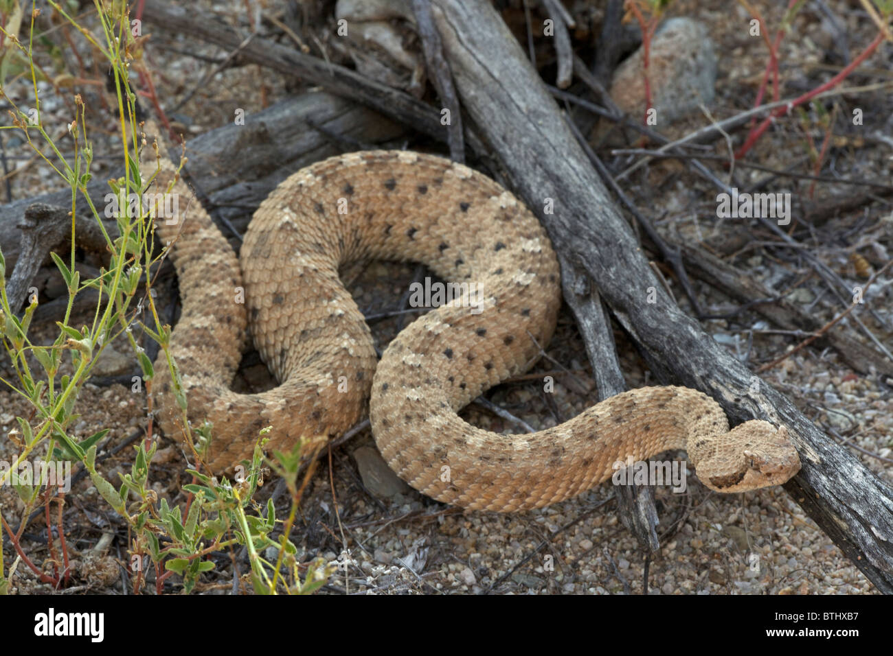 Sidewinder (Crotalus cerates) - Sonoran Desert - Arizona - Small ...