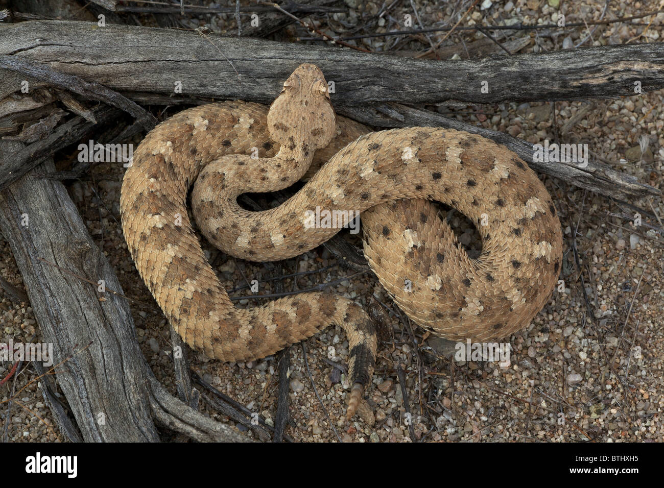 Sidewinder (Crotalus cerates) - Sonoran Desert - Arizona - Small ...