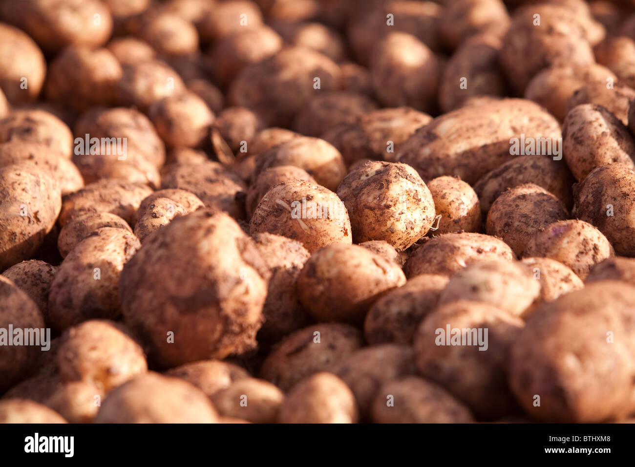 Scottish potato harvest hi-res stock photography and images - Alamy