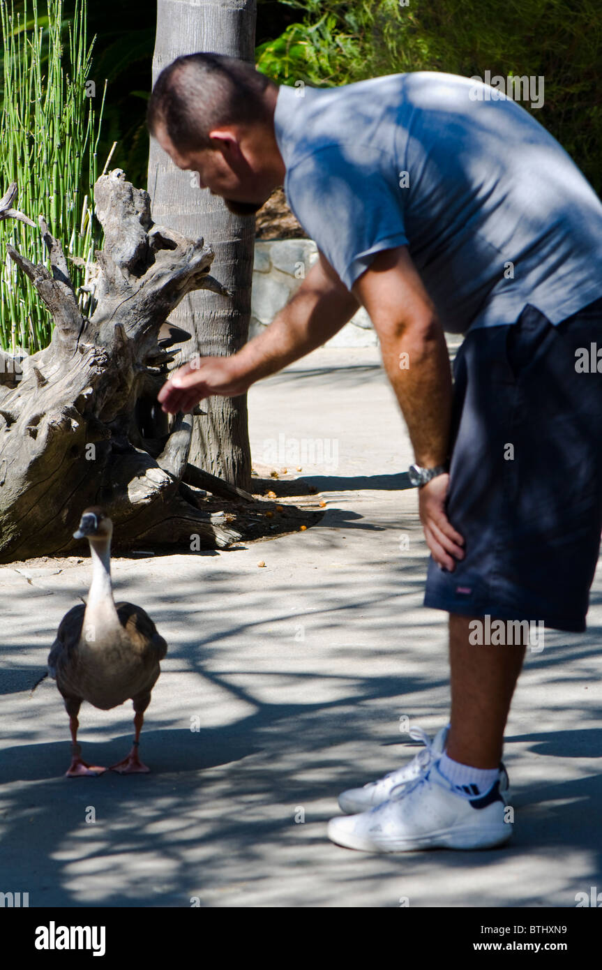 Man playing with duck Stock Photo - Alamy
