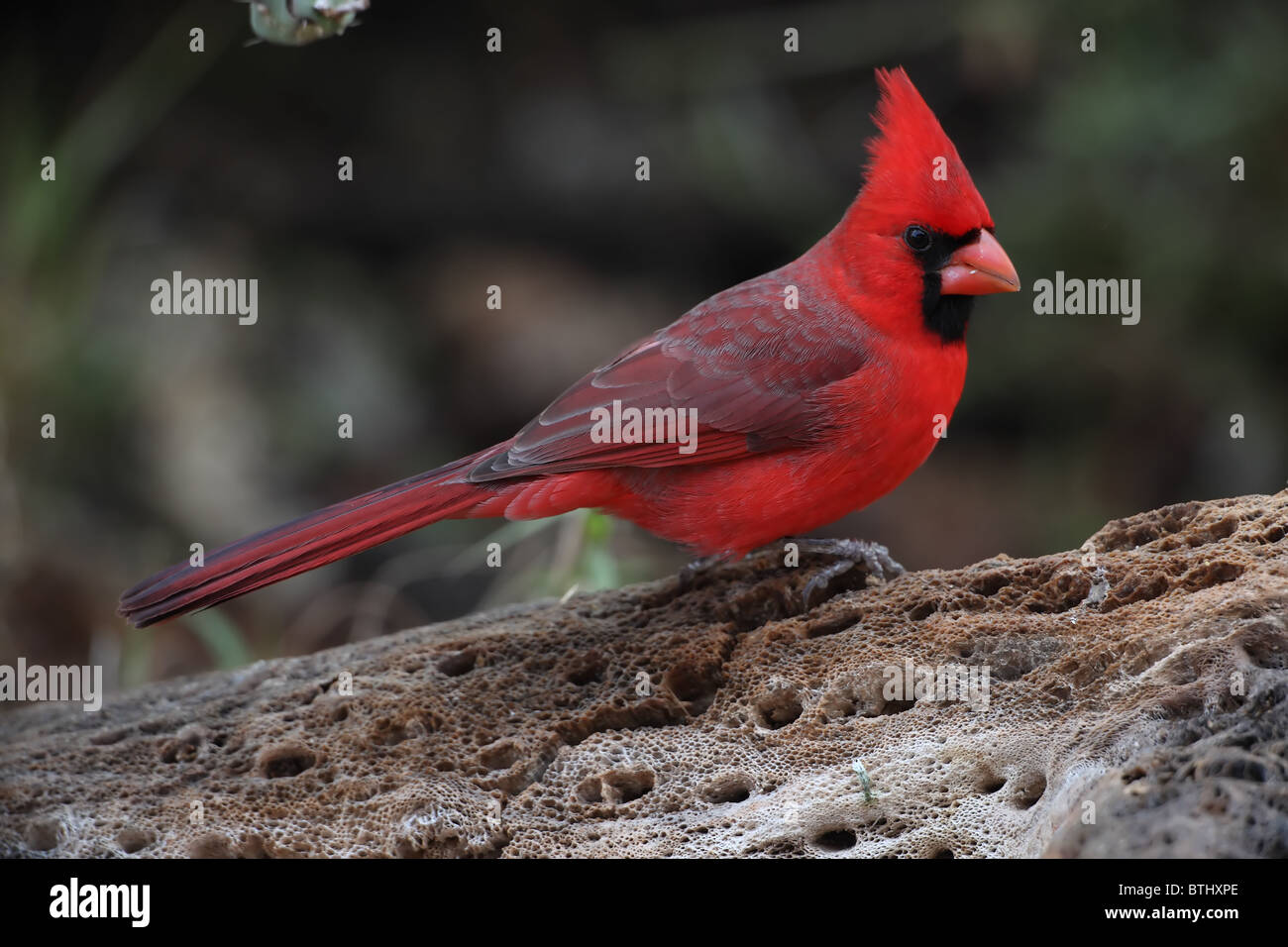 Northern Cardinal (cardinalis cardinalis) - Arizona - Male - Perched ...