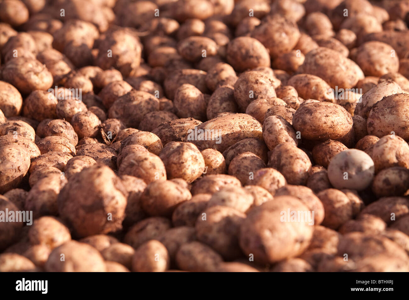Scottish potato harvest hi-res stock photography and images - Alamy