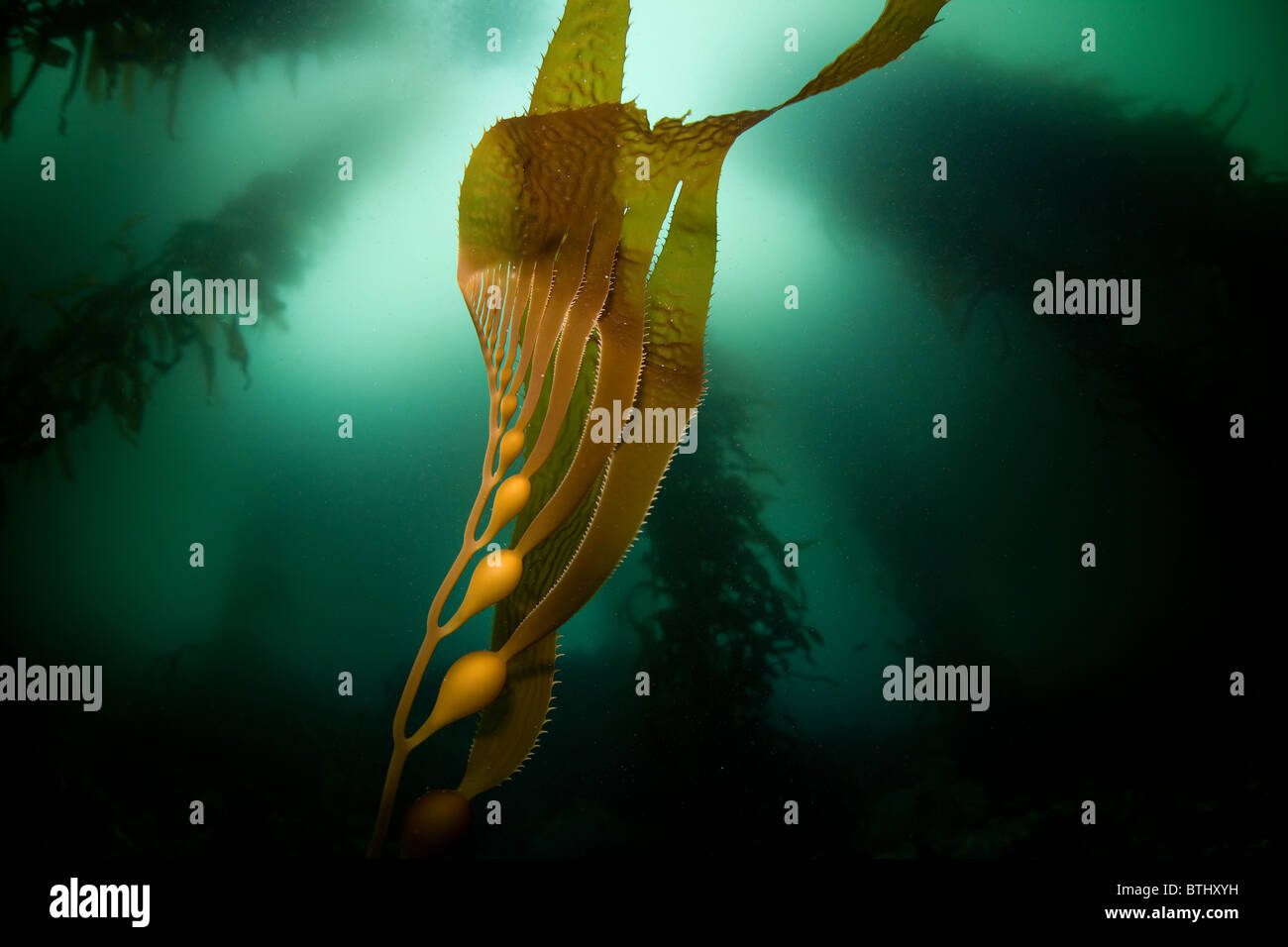 A giant kelp frond, Macrocystis pyrifera, sways in a gentle swell amid ...