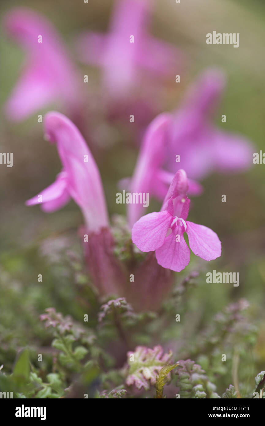 Lousewort scotland hi-res stock photography and images - Alamy
