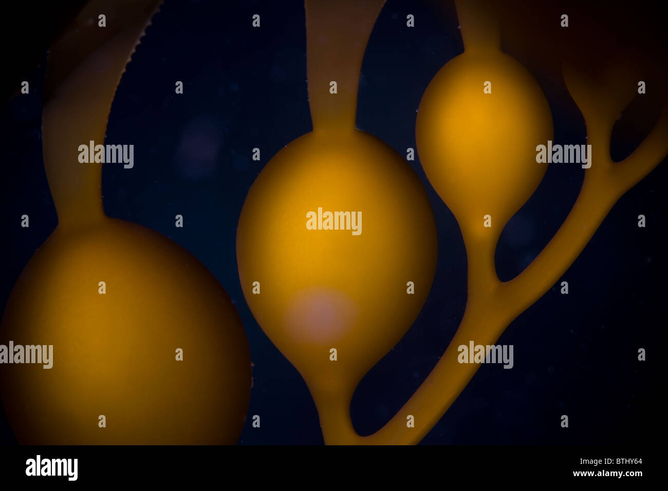 Gas bladders from giant kelp, Macrocystis pyrifera, glow as if lit from ...