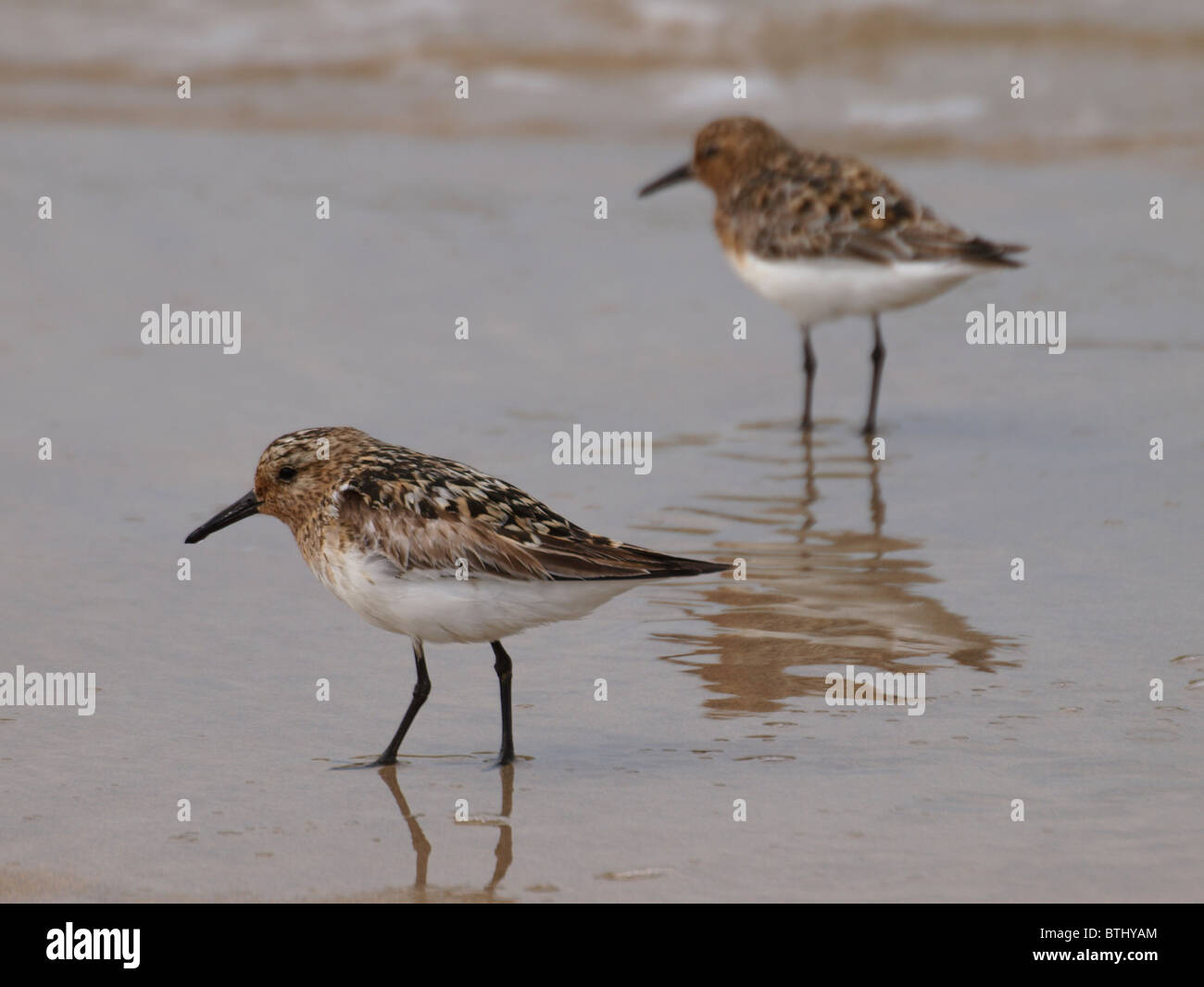 Dunlins england hi-res stock photography and images - Alamy