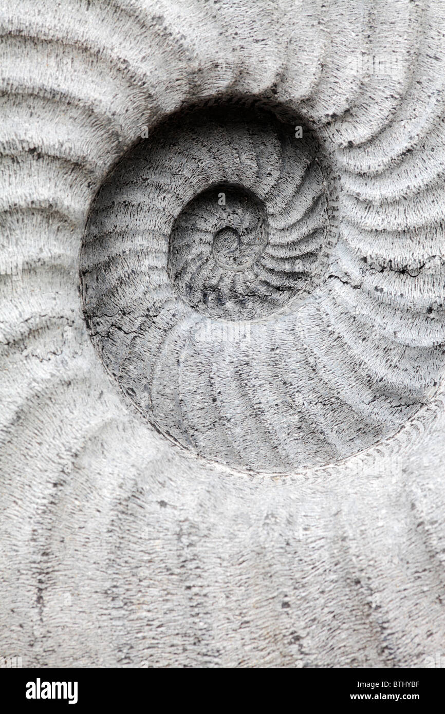 Fossil spiral hi-res stock photography and images - Alamy