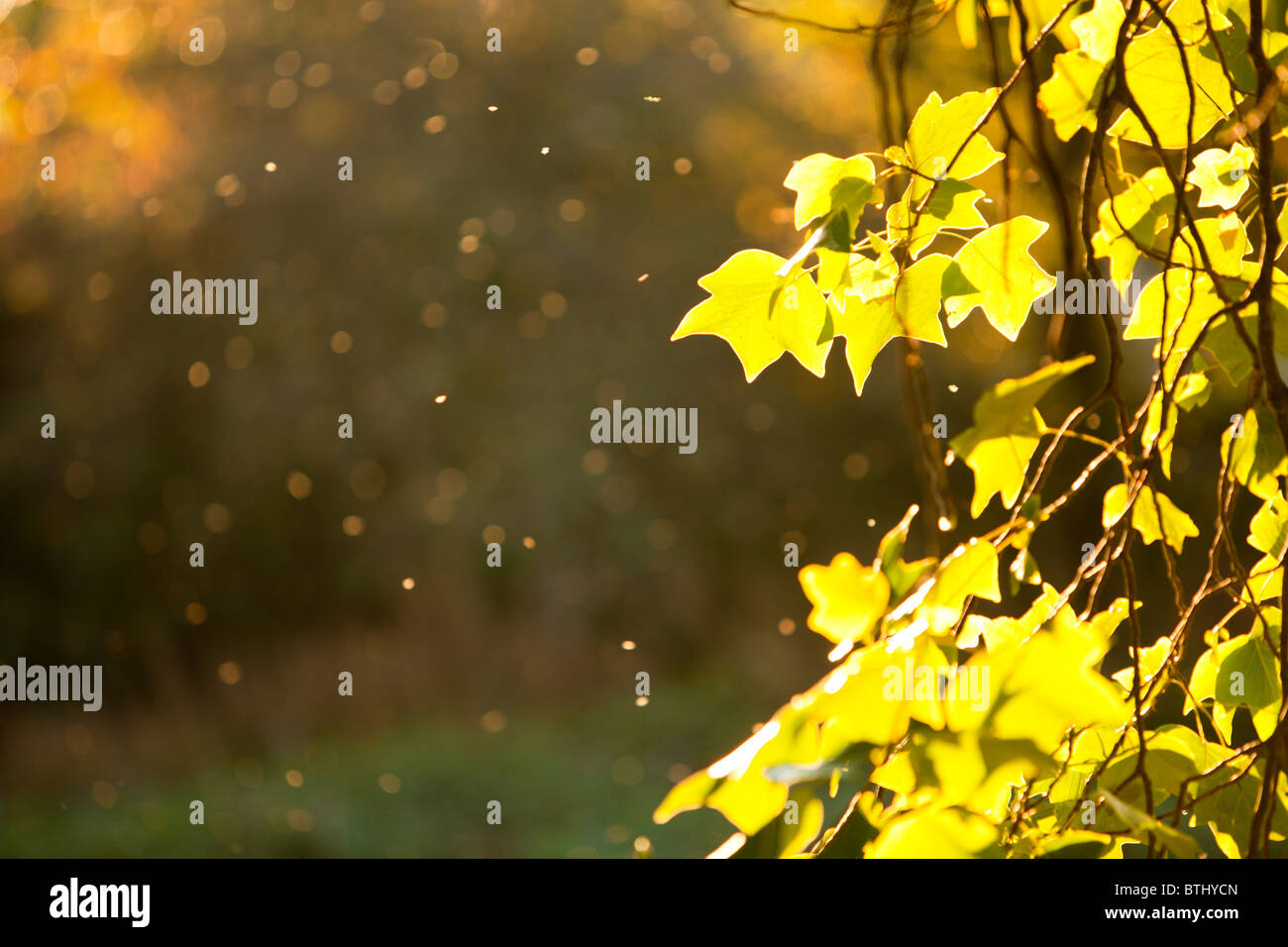 Backlit insects hi-res stock photography and images - Alamy
