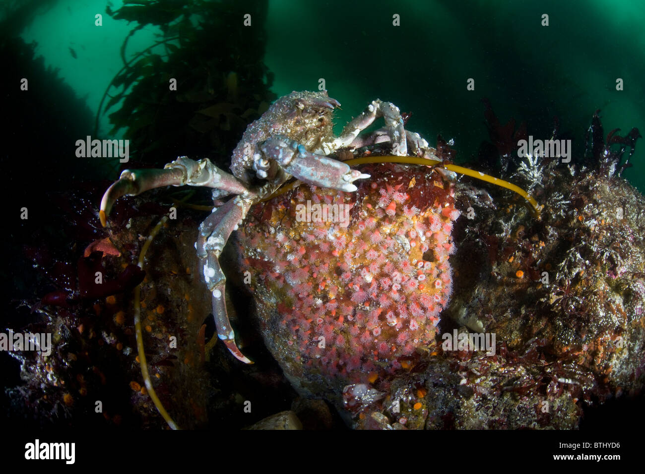 Northern kelp crab hi-res stock photography and images - Alamy