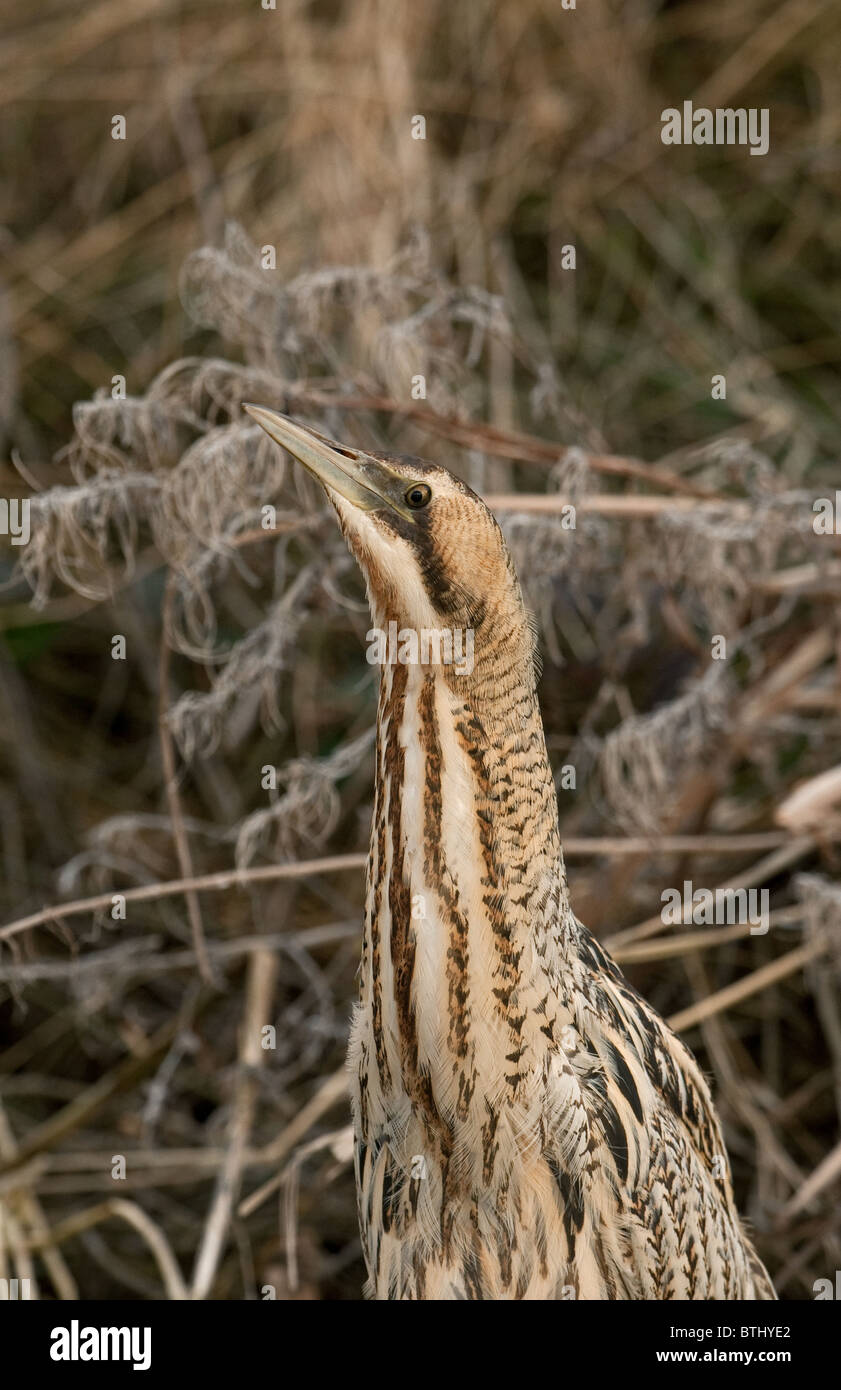 Type of bittern hi-res stock photography and images - Alamy