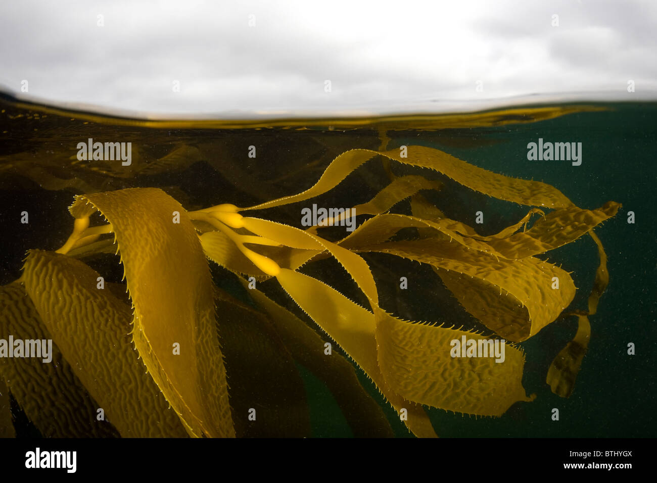 Kelp Forest Top View