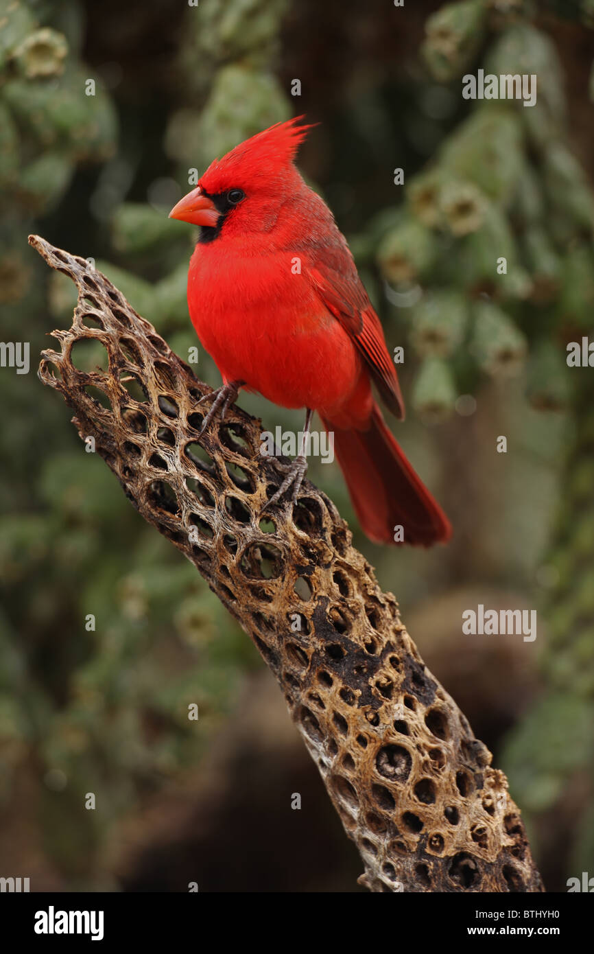 Northern Cardinal (cardinalis cardinalis) - Arizona - Male - Perched ...