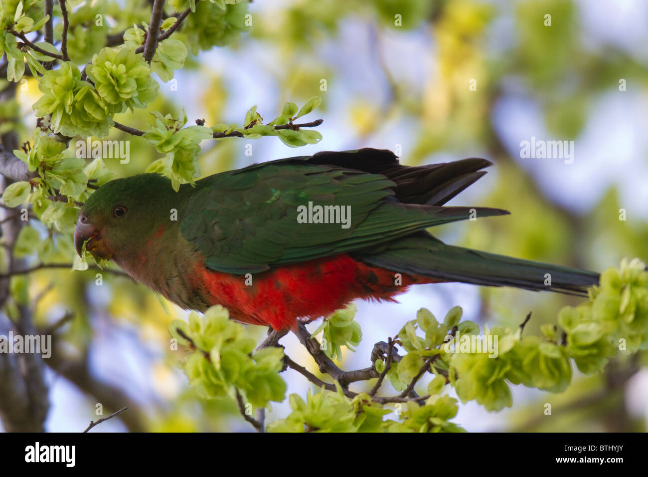 female King Parrot (Alisterus scapularis) eating tree blossom Stock ...