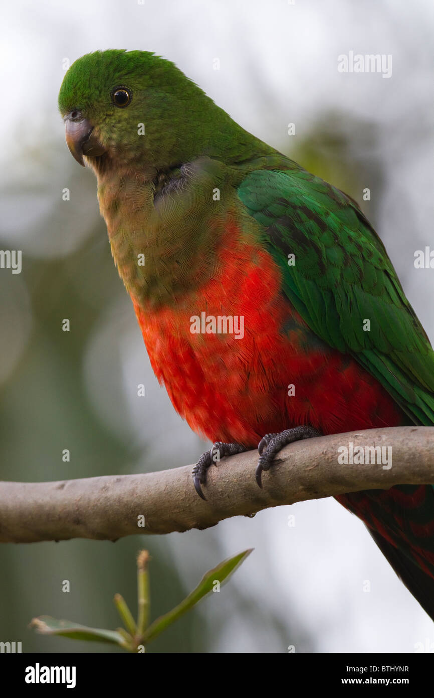 female King Parrot (Alisterus scapularis Stock Photo - Alamy
