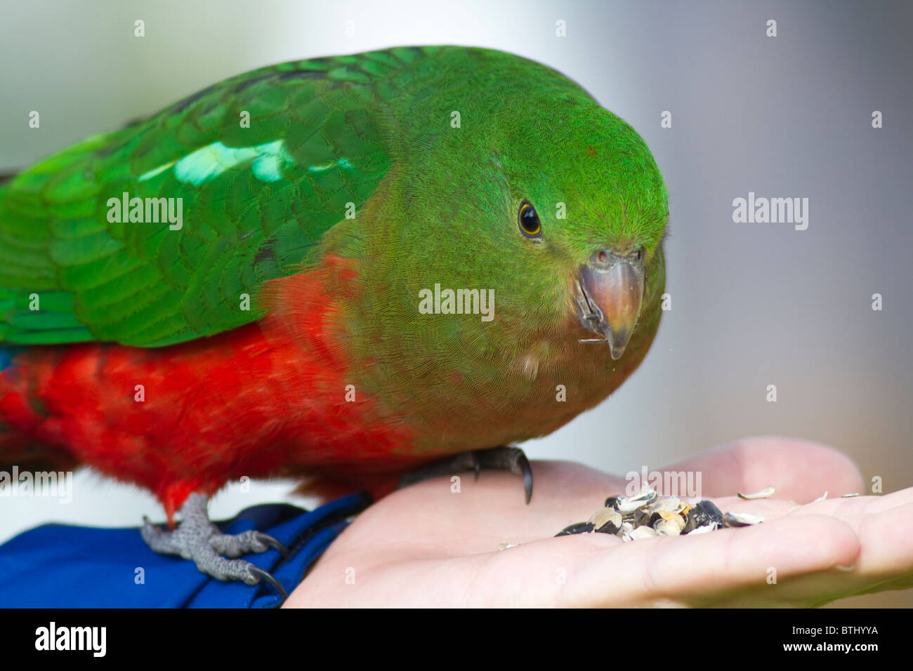 wild female King Parrot (Alisterus scapularis) eating seeds from a hand ...