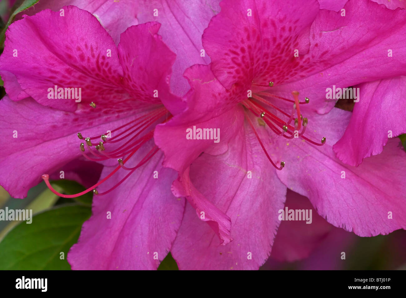 Azalea blossoms (Rhododendron formosanum) Louisiana - A cultivar ...