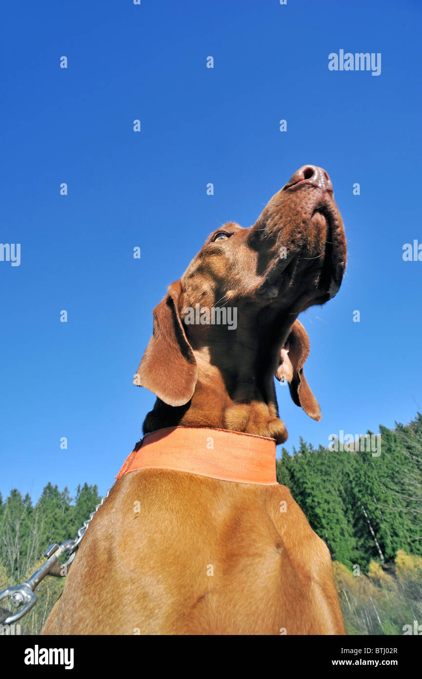 Vizsla hunting dog in the Ardennes, Belgium Stock Photo - Alamy