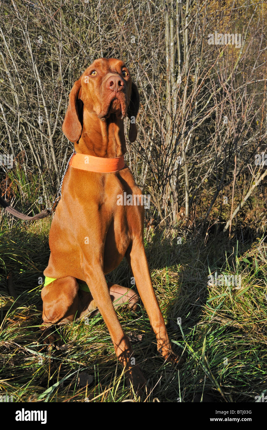 Hunting with gun dog hi-res stock photography and images - Alamy