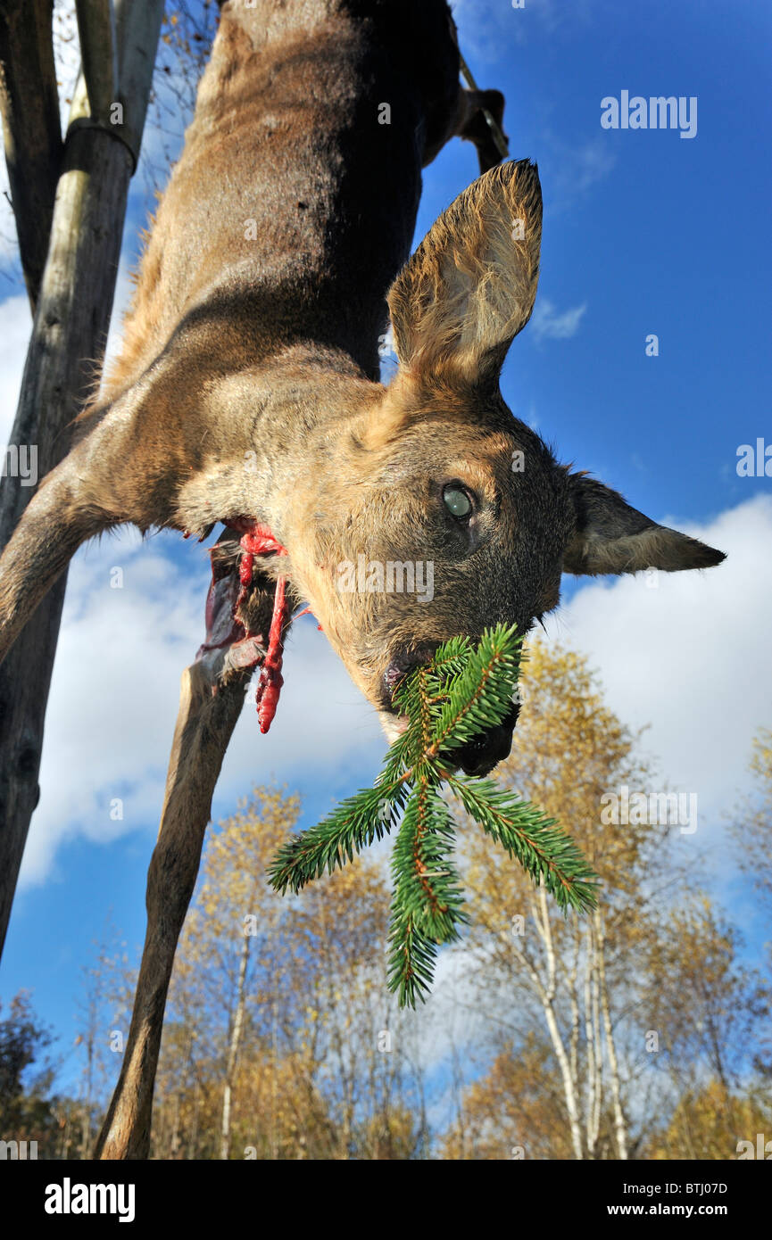 Gutted / Field dressed roe deer (Capreolus capreolus) with pine branch ...