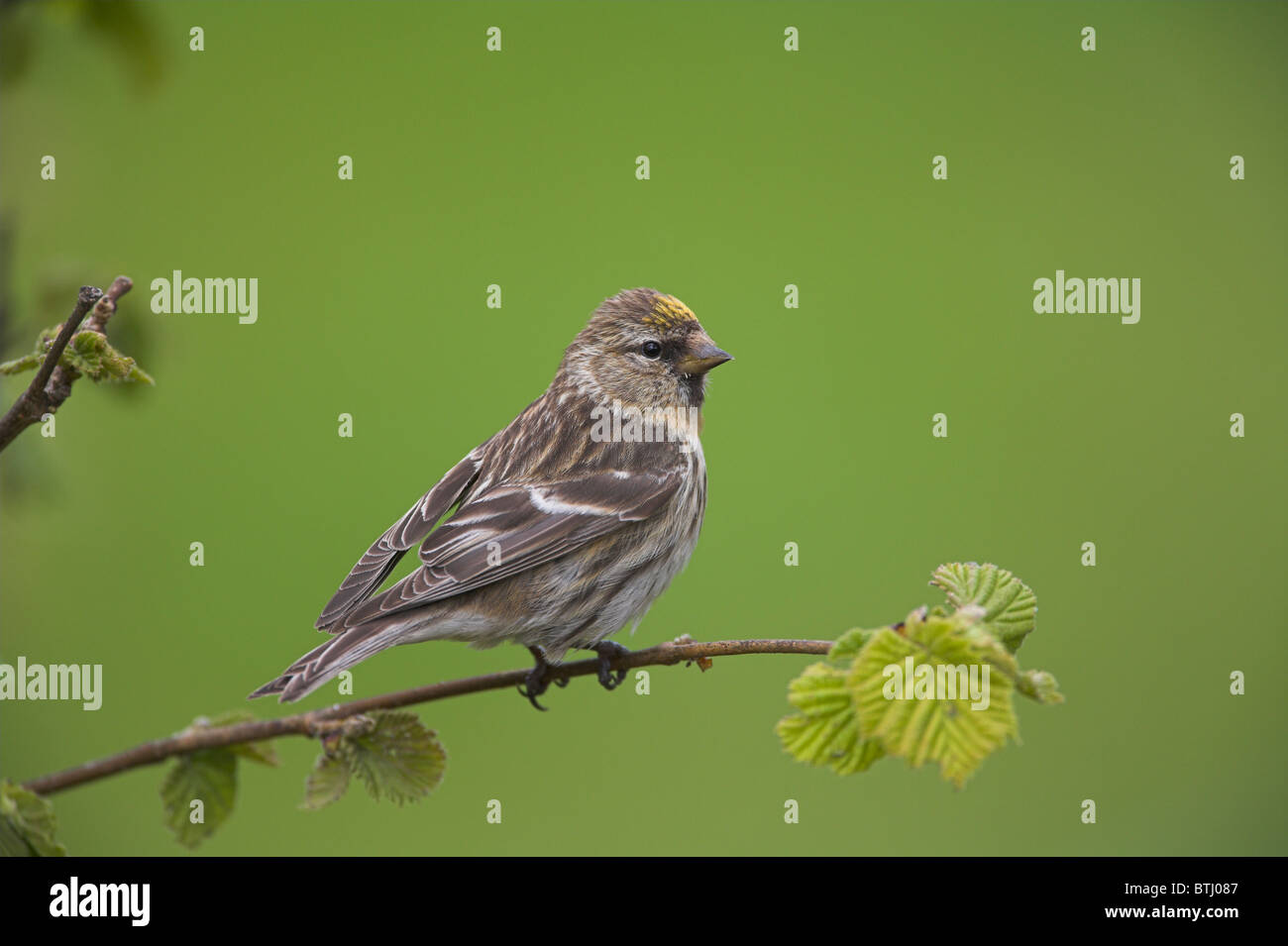 Lesser Redpoll Carduelis flammea cabaret showing xanthochromism on ...