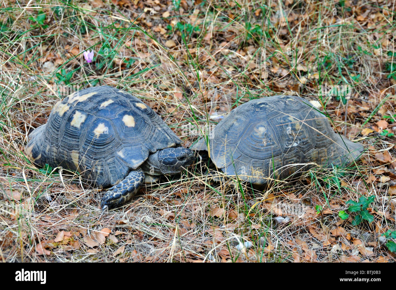 Two forest turtles in natural habitat, one hidden in shell Stock Photo ...