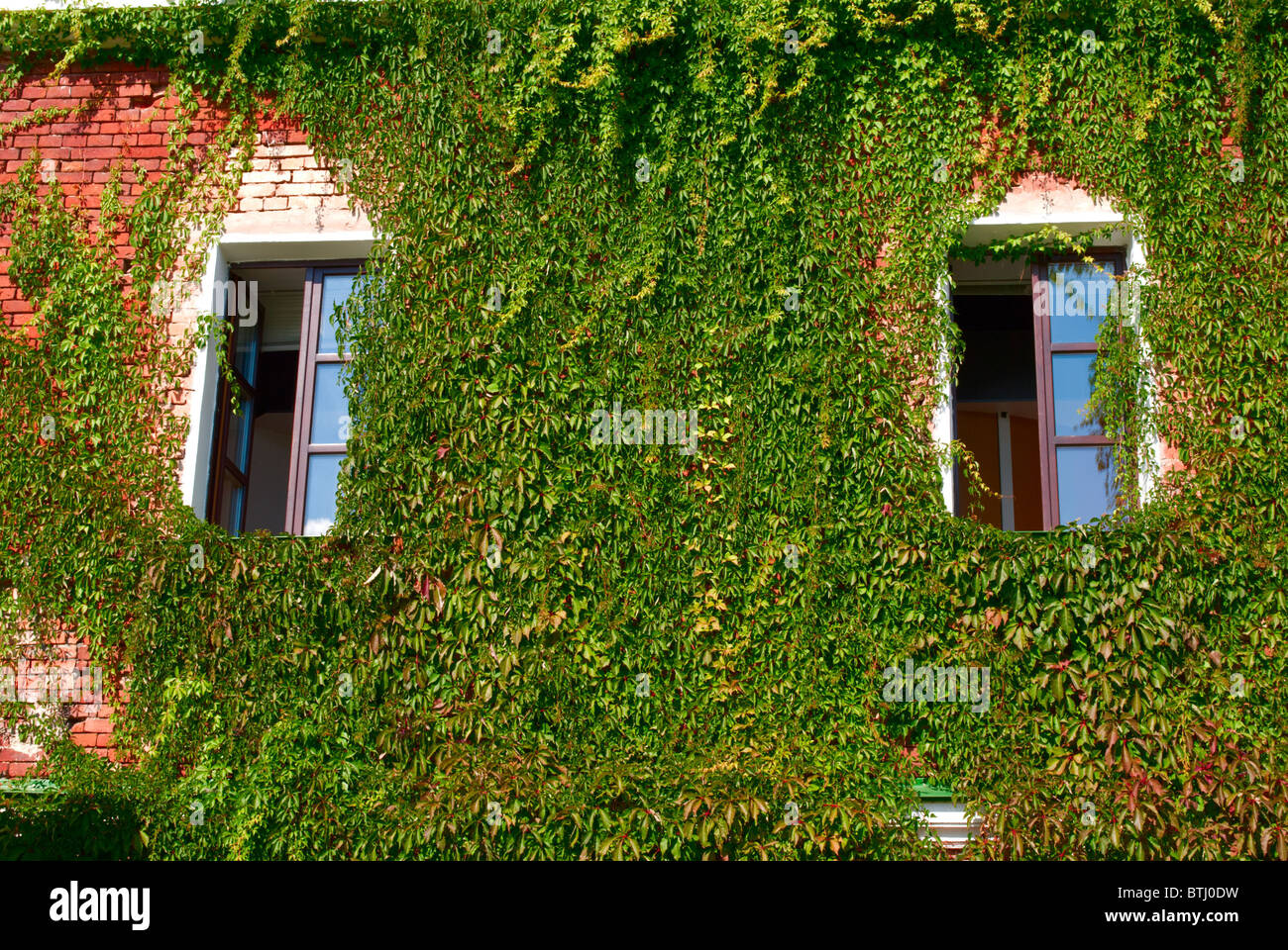 Windows & leaves Stock Photo - Alamy