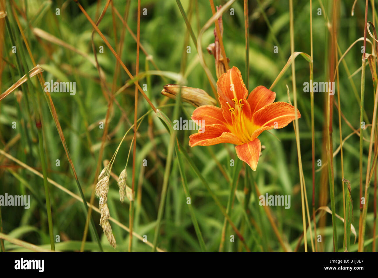 beautiful orange flower on green grass background Stock Photo - Alamy