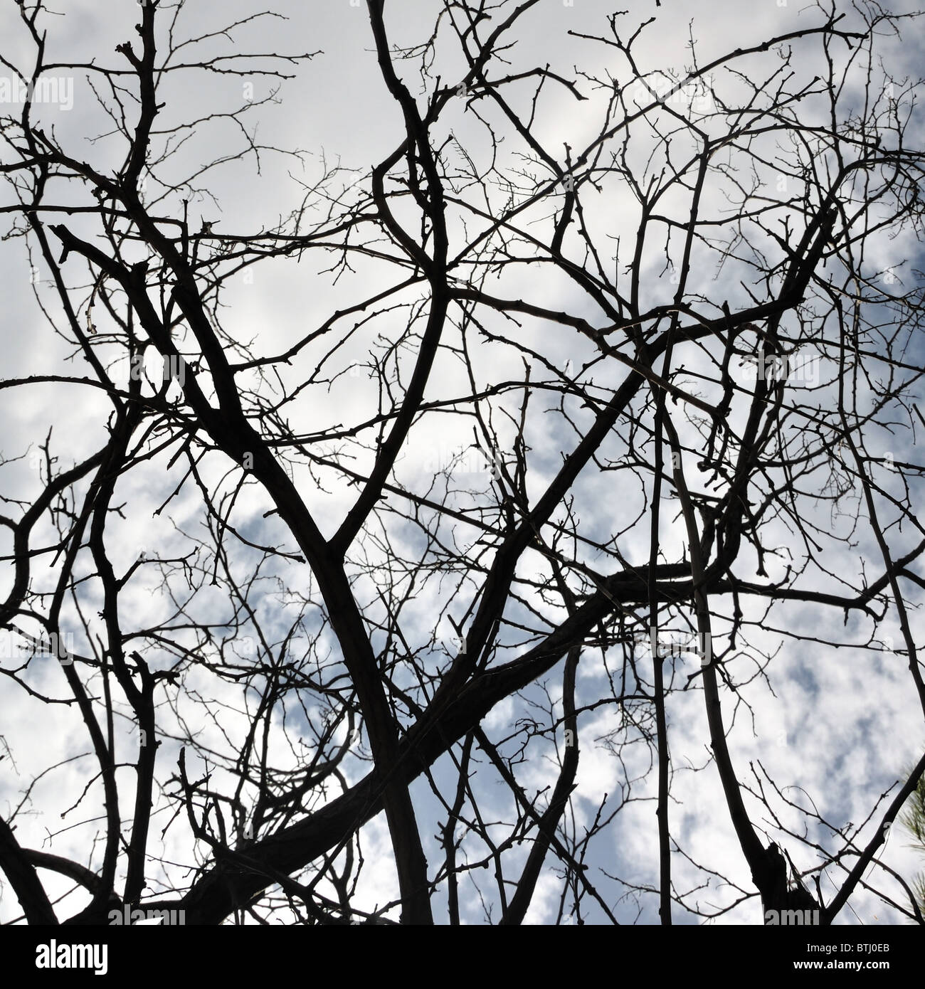 Tangled tree branches silhouette under a cloudy winter sky Stock Photo ...