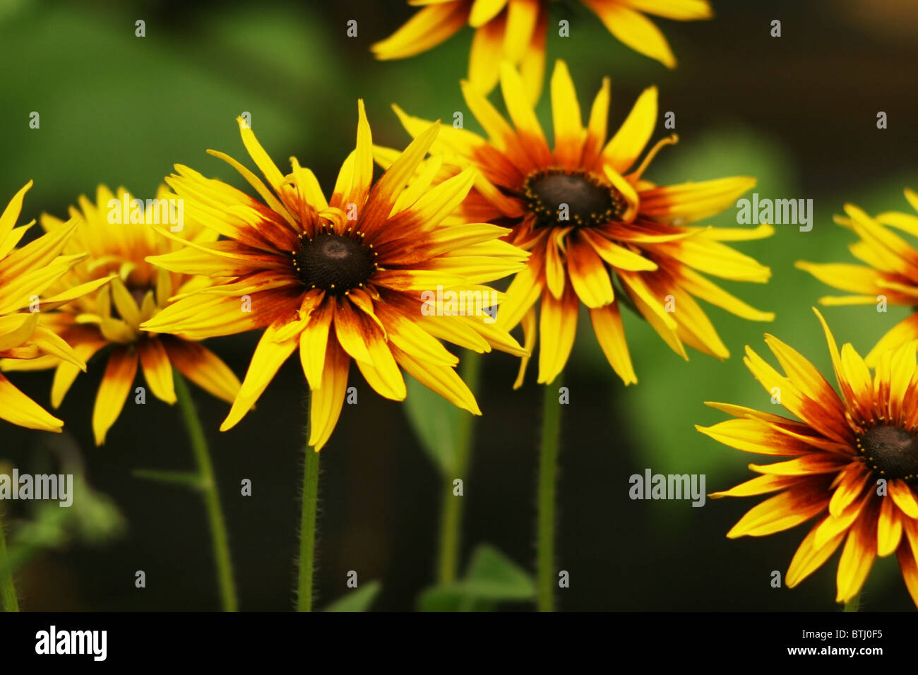 Yellow and brown gradient hi-res stock photography and images - Alamy