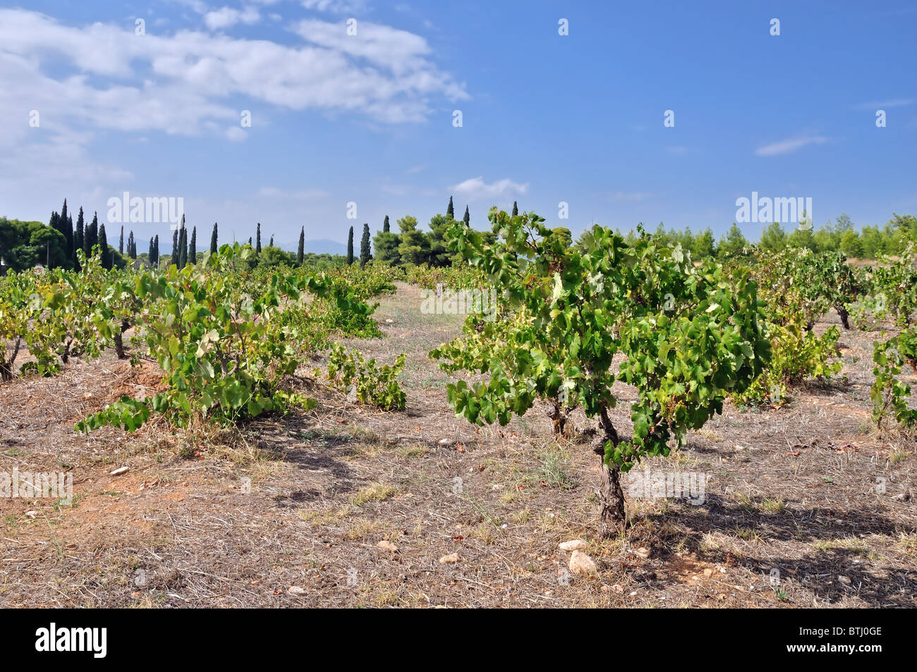 Rows of grapevine plants in vineyard plantation Stock Photo - Alamy