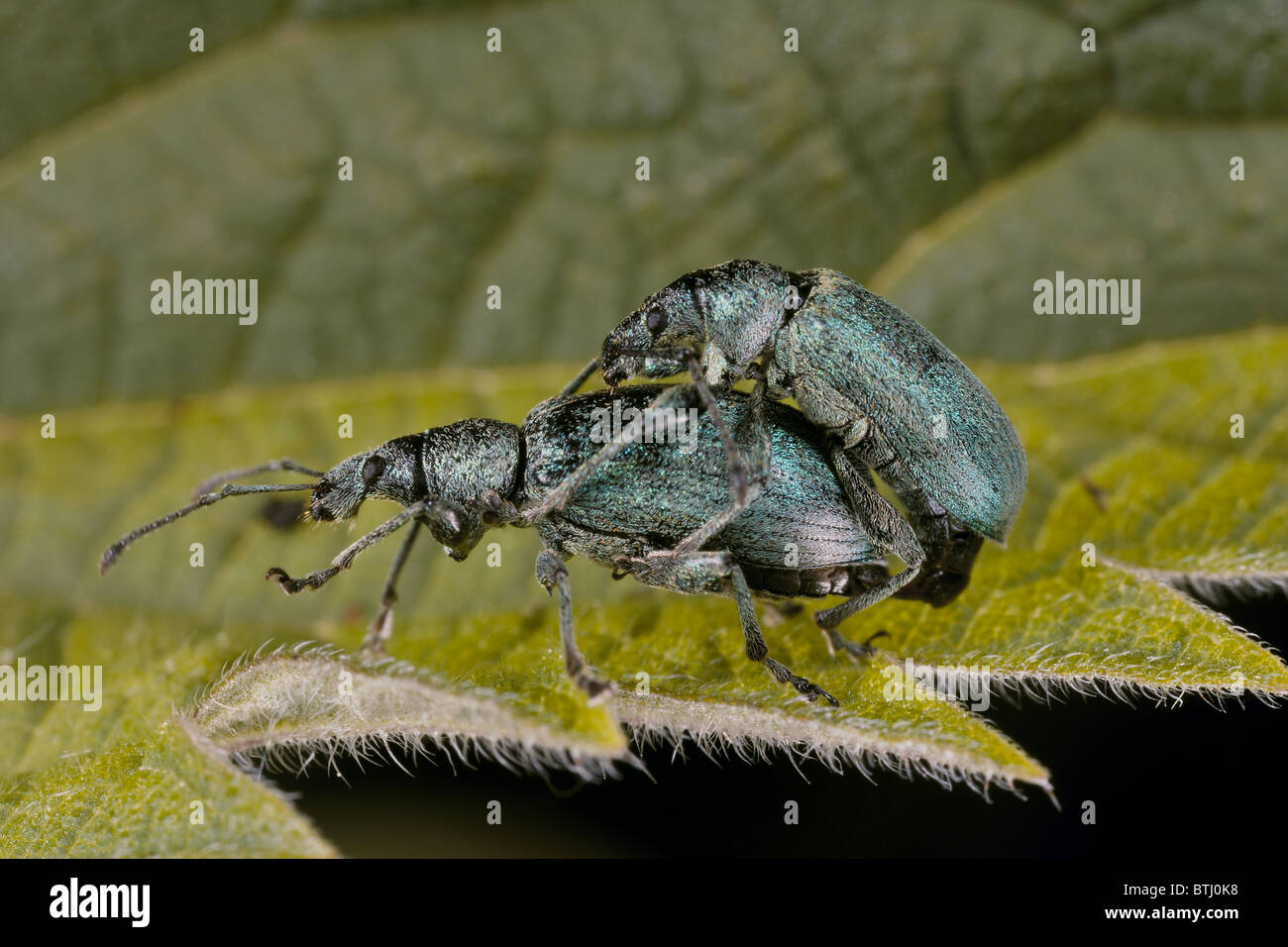 Green Nettle Weevil's mating, Phyllobius pomaceus beetle, uk Stock ...