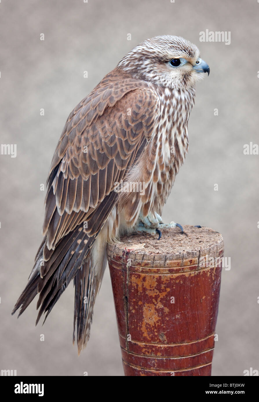 Saker Falcons Stock Photos & Saker Falcons Stock Images - Alamy