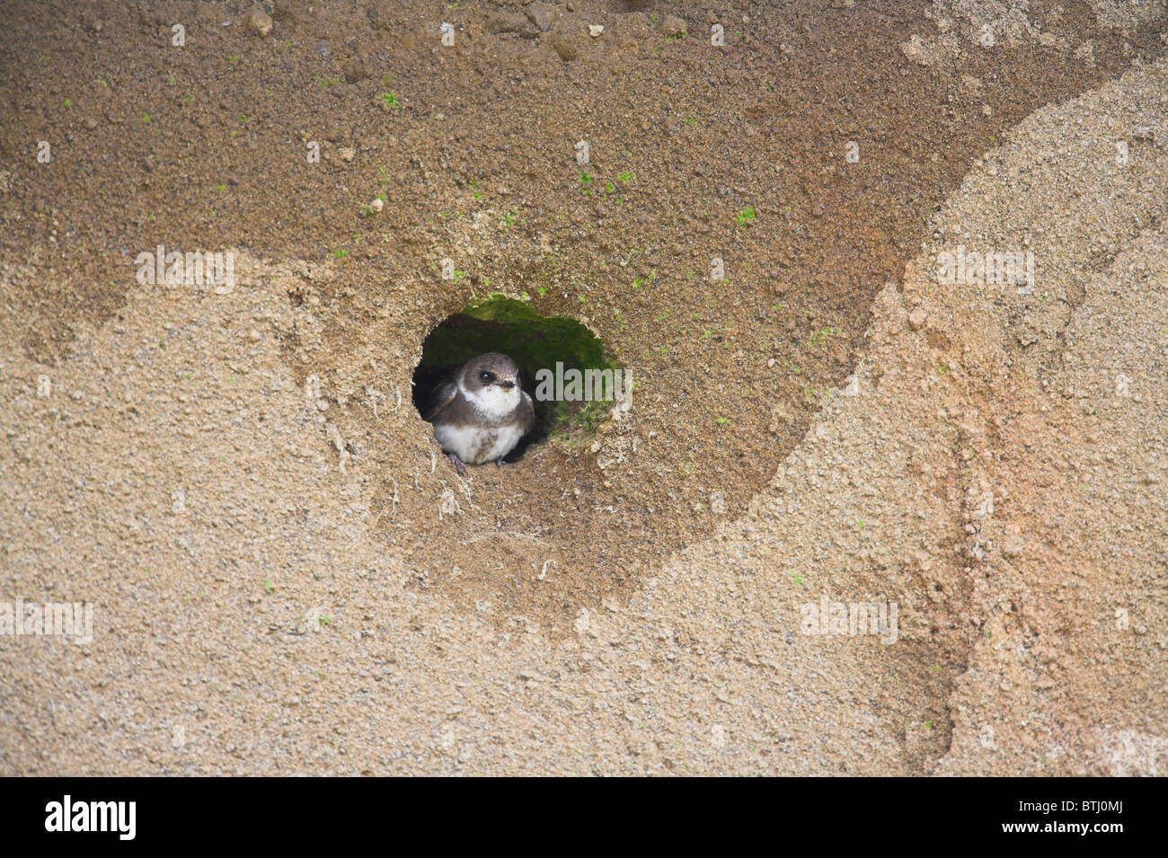 Sand martin uk nest hole hi-res stock photography and images - Alamy