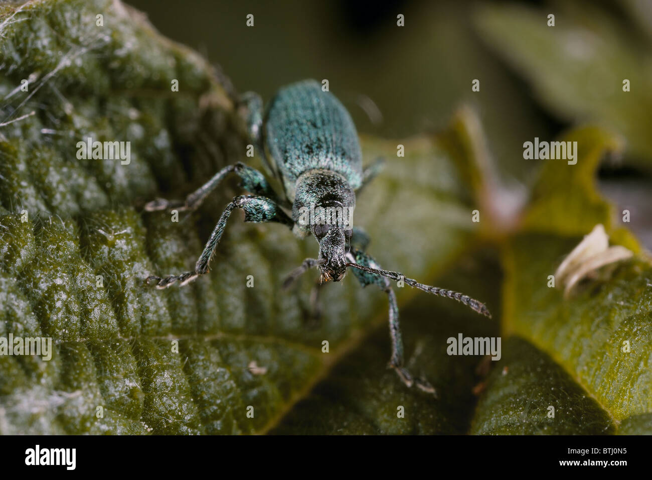 Green Nettle Weevil, Phyllobius pomaceus beetle, uk Stock Photo - Alamy