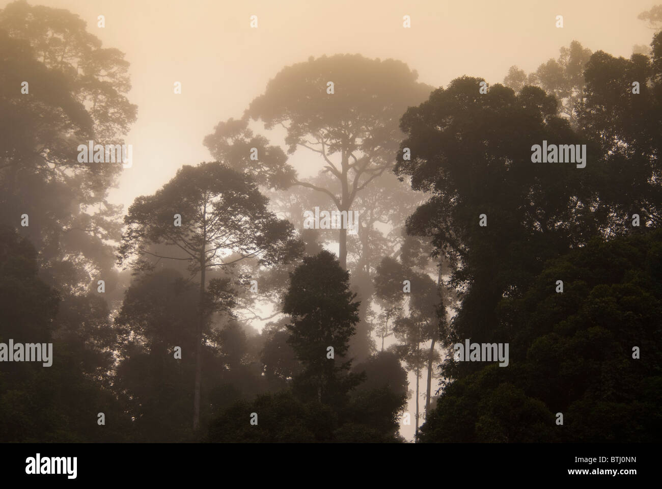 Tropical rain forest borneo hi-res stock photography and images - Alamy