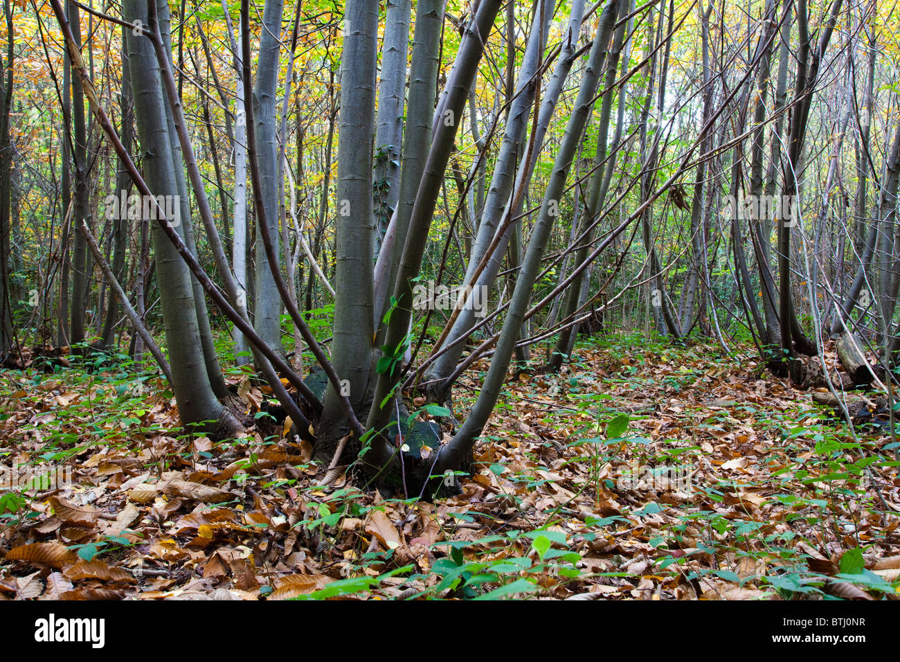 Coppiced woodland, Kent, UK Stock Photo - Alamy
