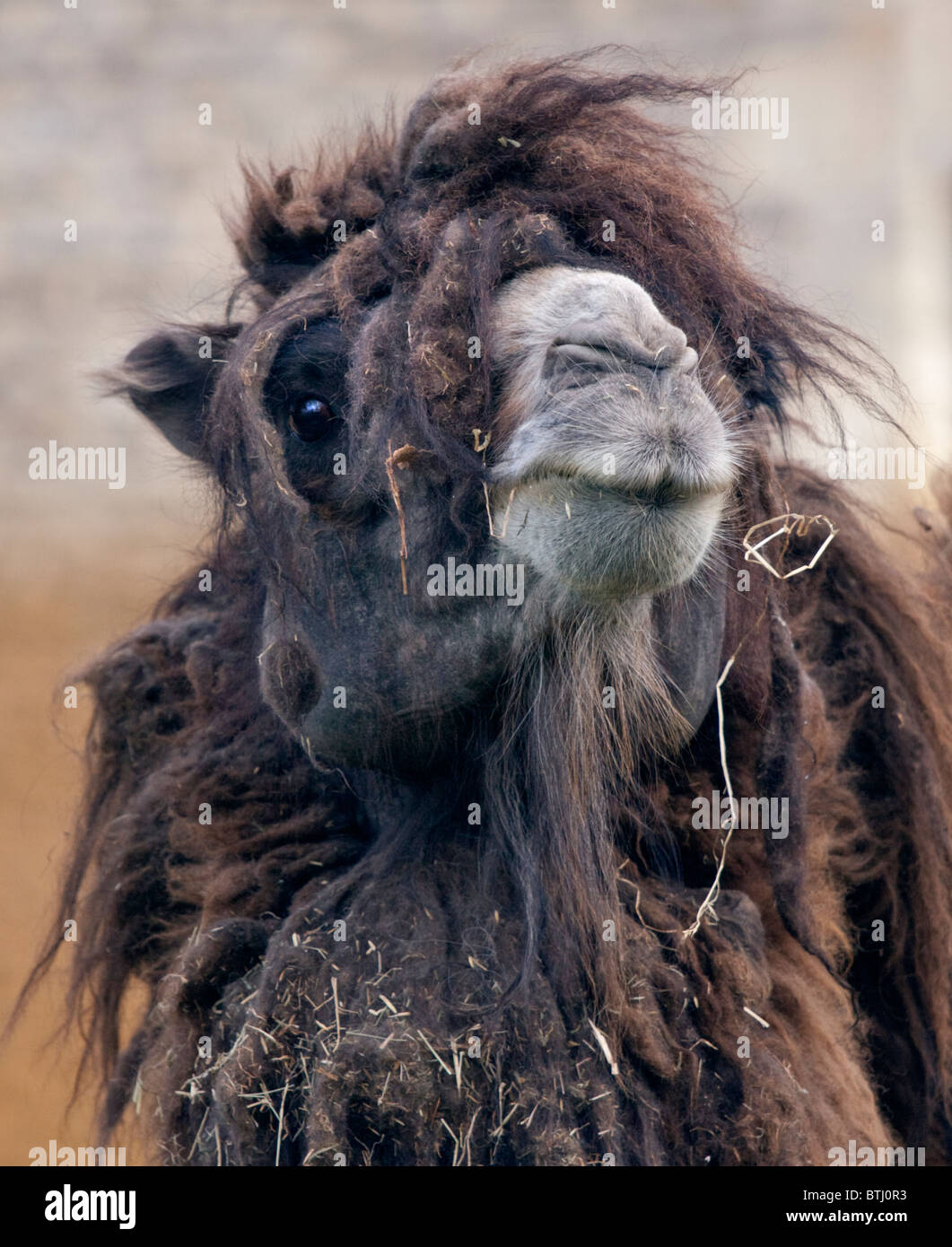 Bactrian Camel (camelus bactrianus Stock Photo - Alamy