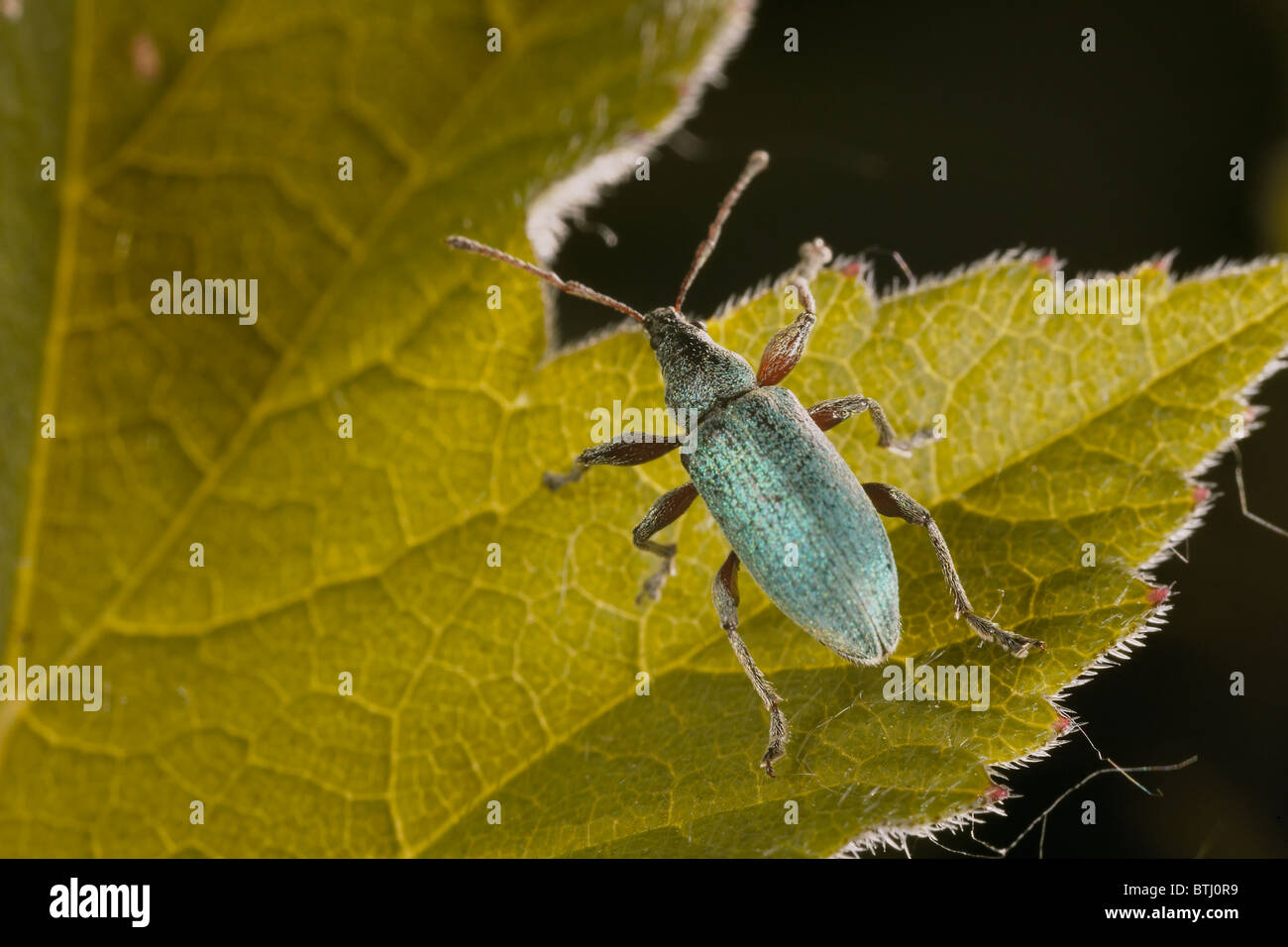 Green Nettle Weevil, Phyllobius pomaceus beetle, uk Stock Photo - Alamy