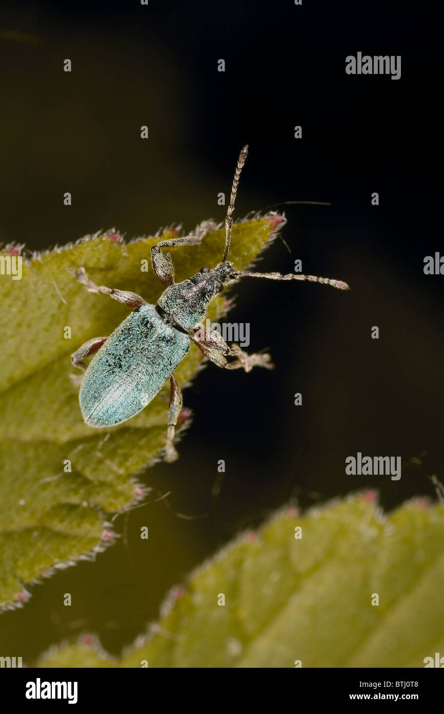Green Nettle Weevil, Phyllobius pomaceus beetle, uk Stock Photo - Alamy