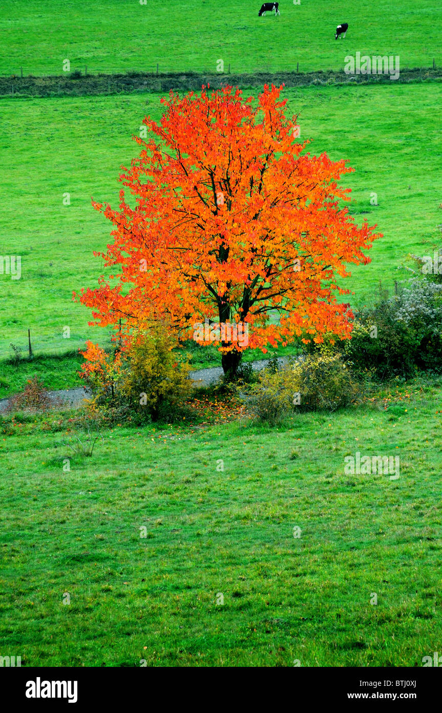Cherry tree in autumn colours hi-res stock photography and images - Alamy