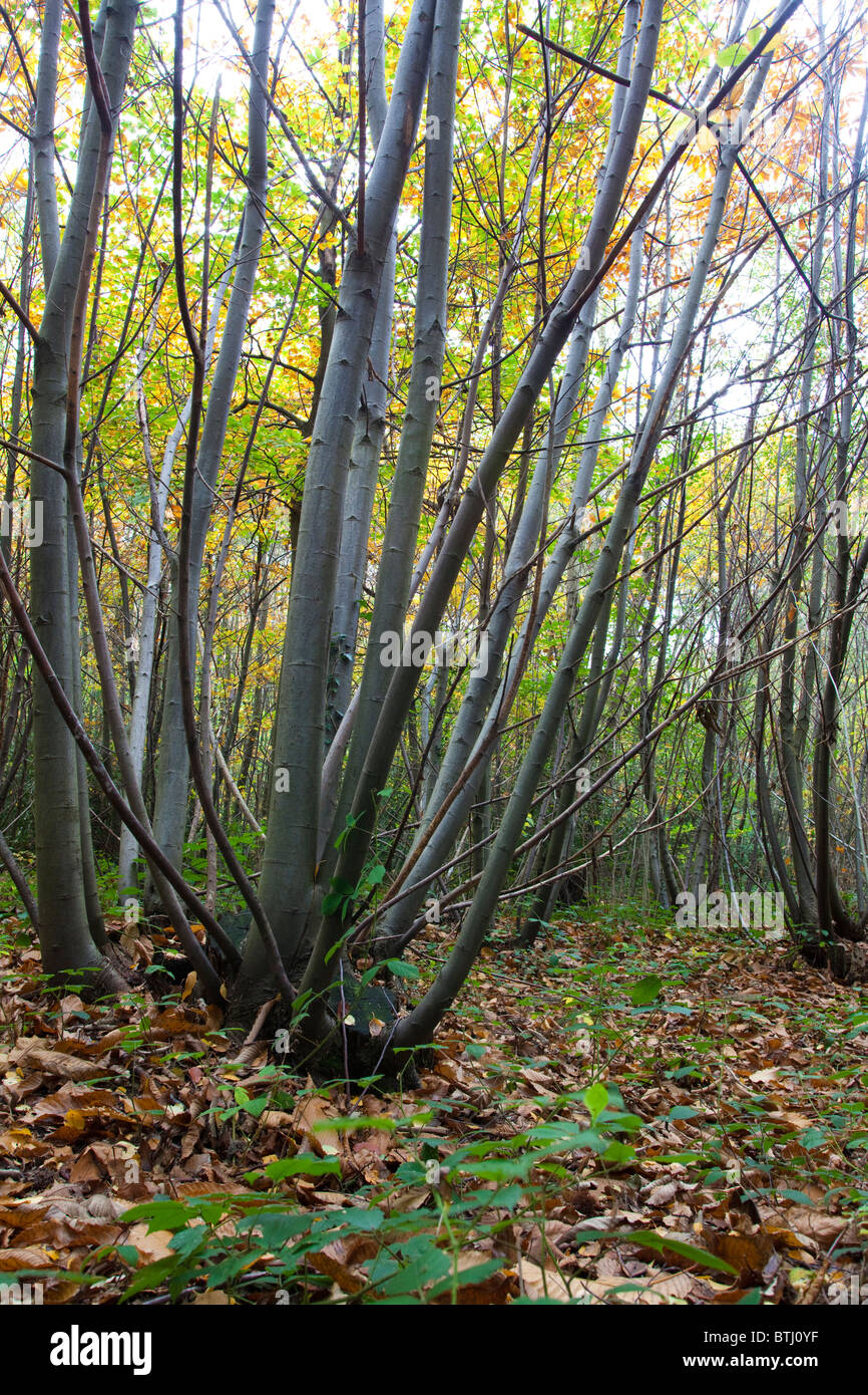 Coppiced woodland, Kent, UK Stock Photo - Alamy