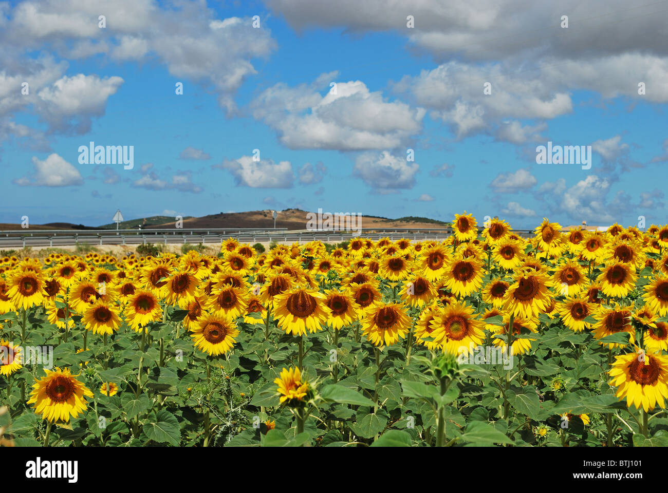 Sunflower field, Near Medina Sidonia, Cadiz Province, Andalucia, Spain ...