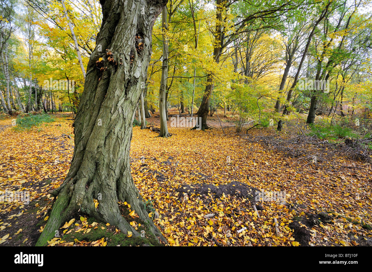 Autumnal woodlands in English countryside Stock Photo - Alamy