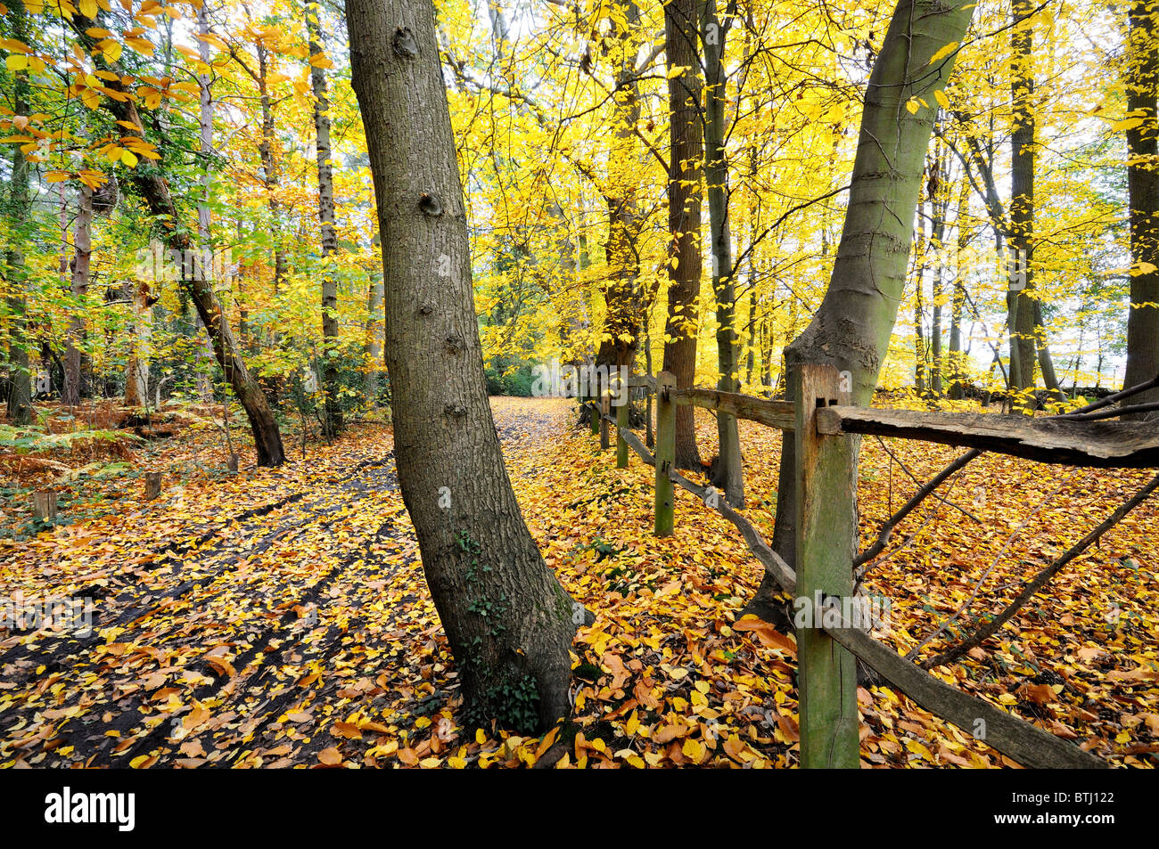 Autumnal woodlands in English countryside Stock Photo - Alamy