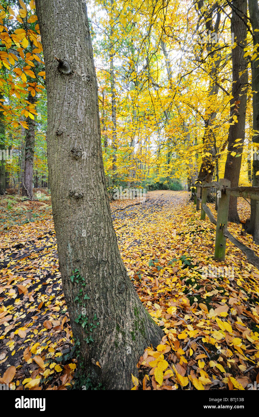 Autumnal woodlands in English countryside Stock Photo - Alamy