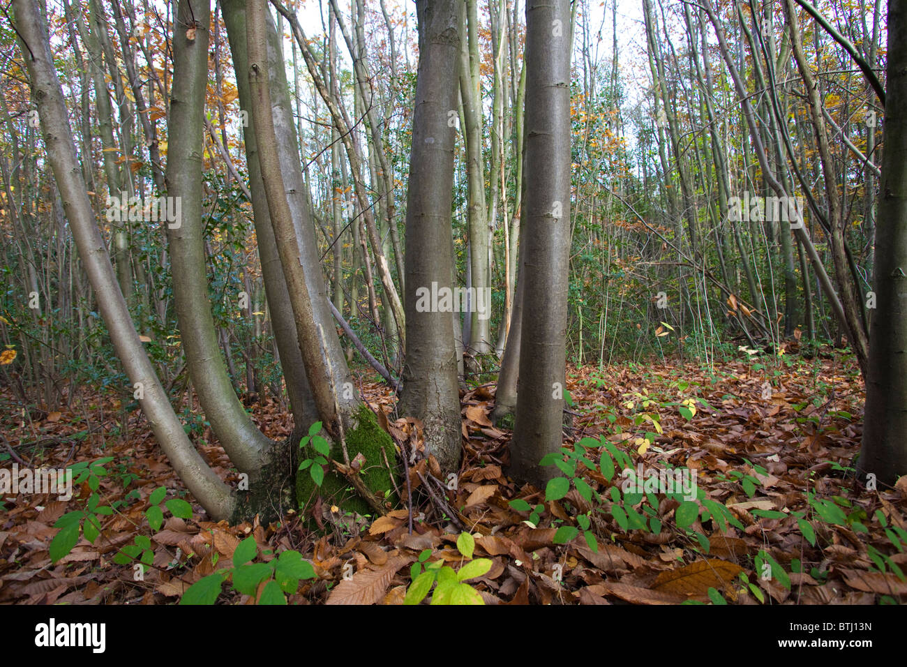 Coppiced woodland, Kent, UK Stock Photo - Alamy